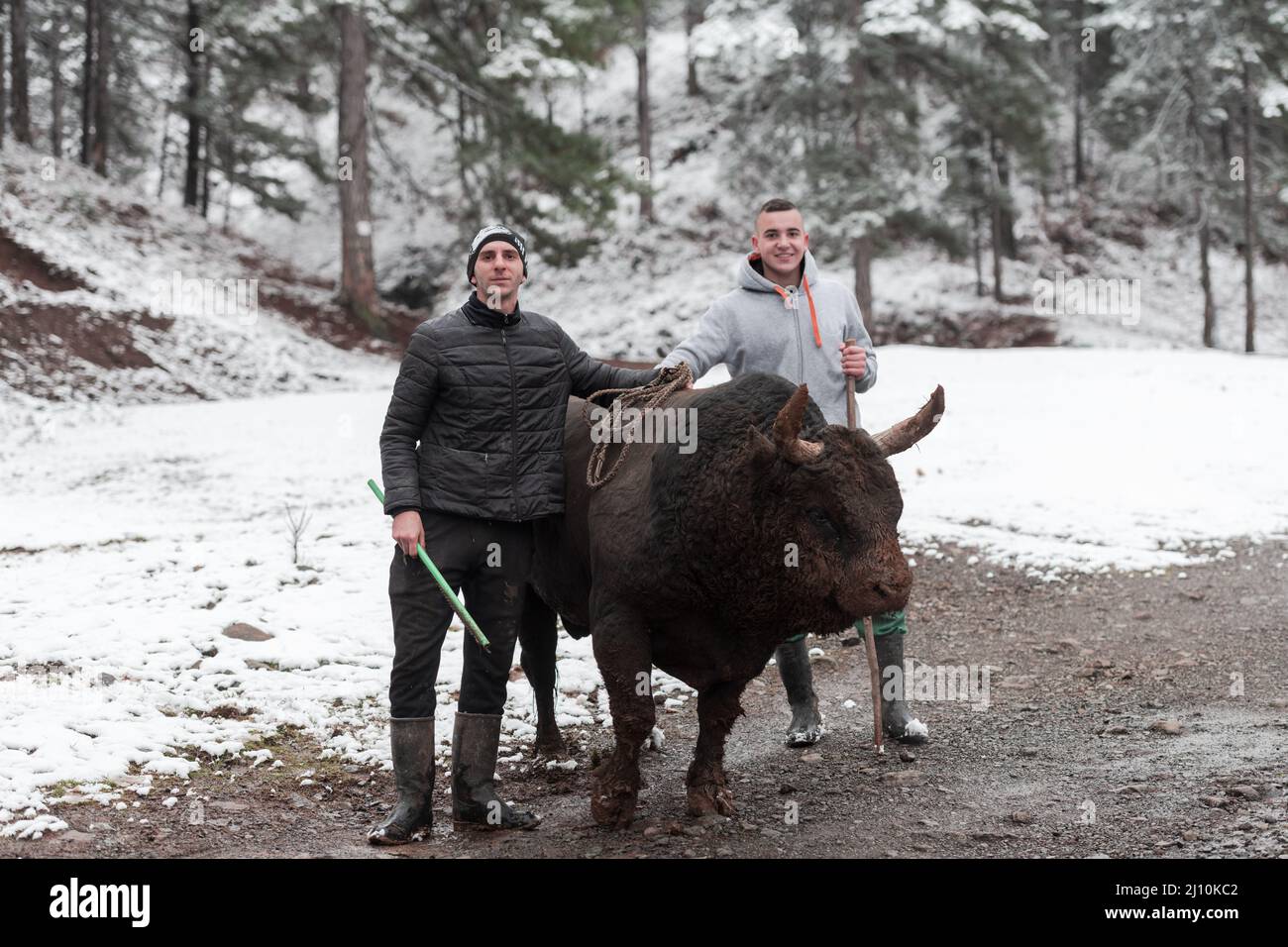 Bull buffalo preparing hi-res stock photography and images - Alamy