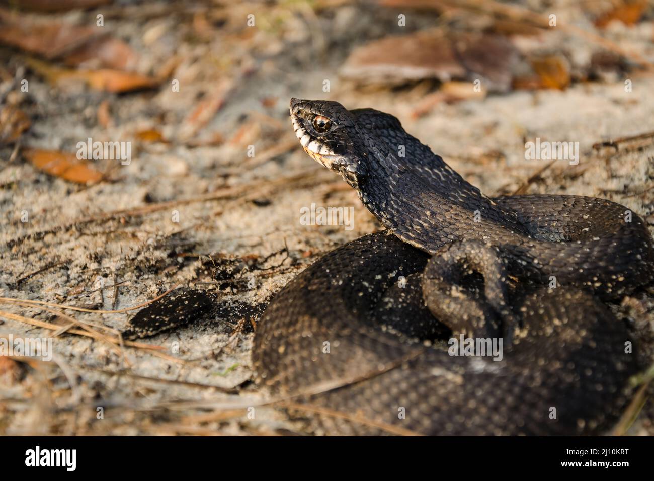 Eastern Hognose Snake - Heterodon platirhinos Stock Photo - Alamy