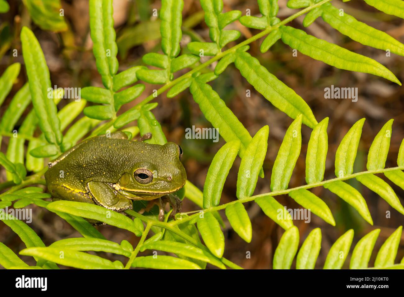 Happy tree frog hi-res stock photography and images - Alamy