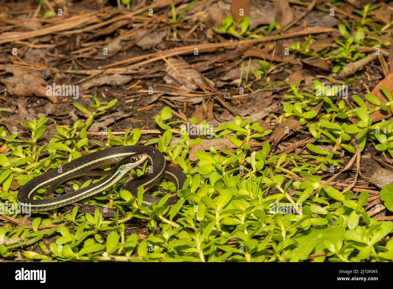 Bluestripe Ribbon Snake - Thamnophis sauritus nitae Stock Photo - Alamy
