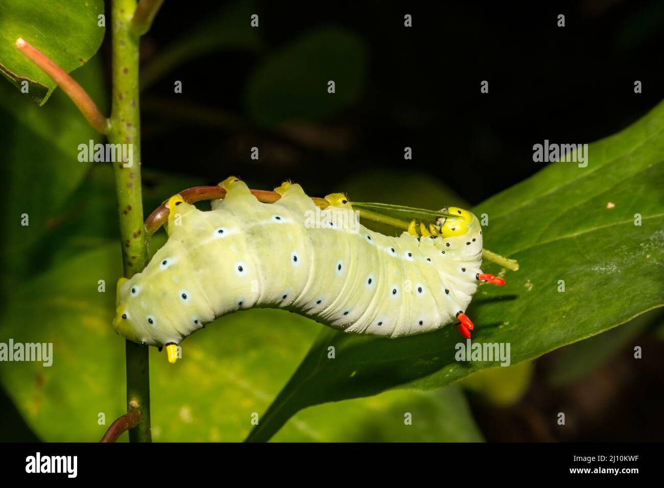 Promethea Silkmoth Caterpillar - Callosamia promethea Stock Photo - Alamy