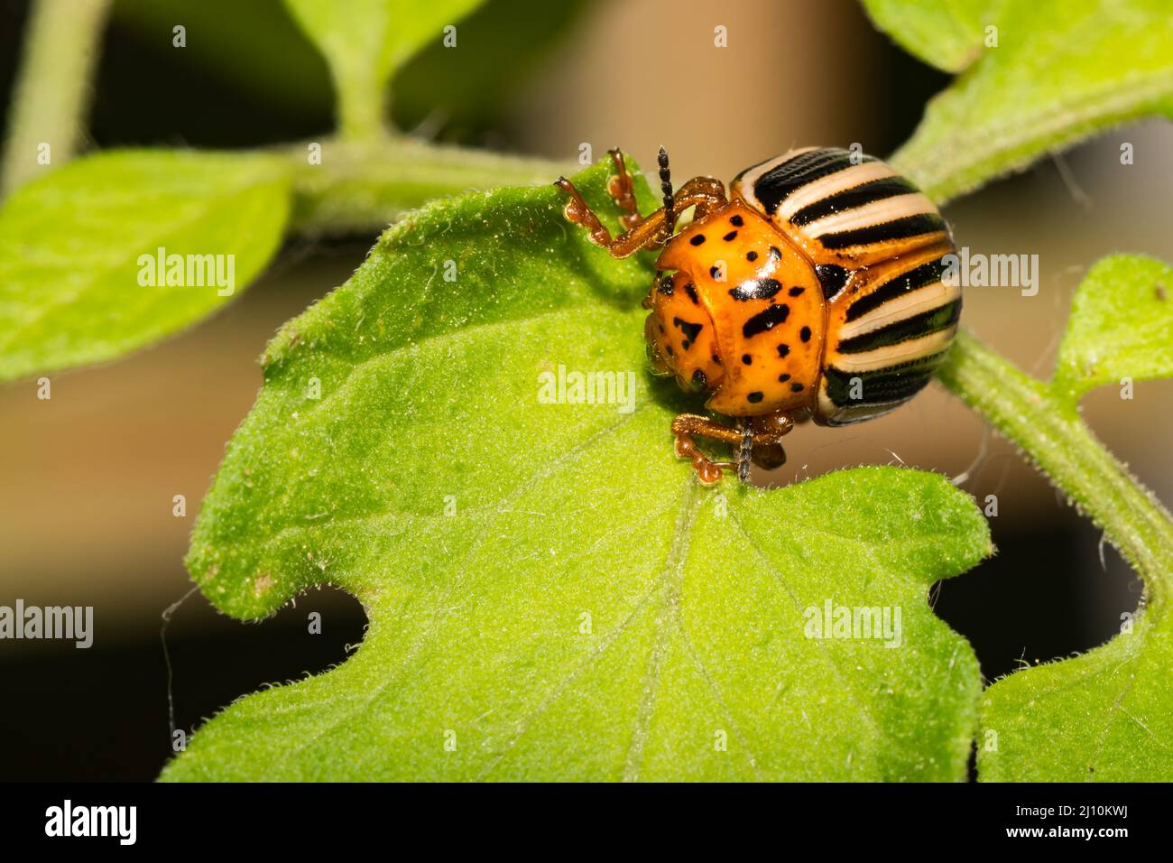 Colorado Potato Beetle - Leptinotarsa decemlineata Stock Photo - Alamy