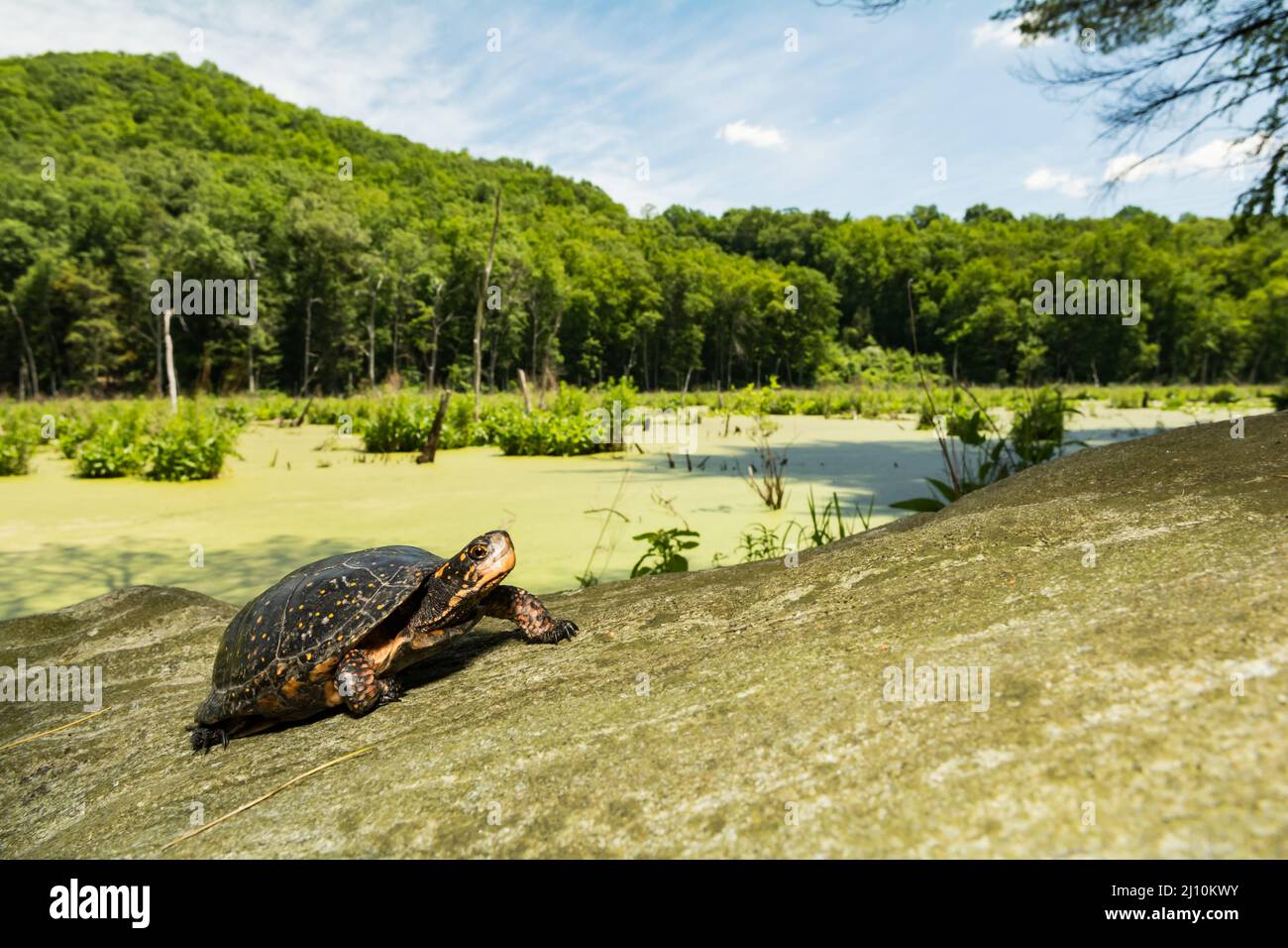 Spotted Turtle - Clemmys guttata Stock Photo - Alamy