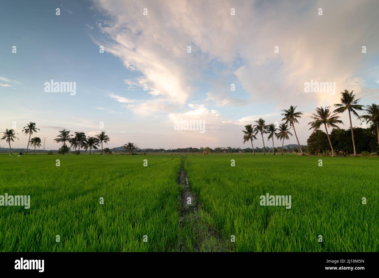 Leading line at paddy field with two rows of coconut Stock Photo - Alamy
