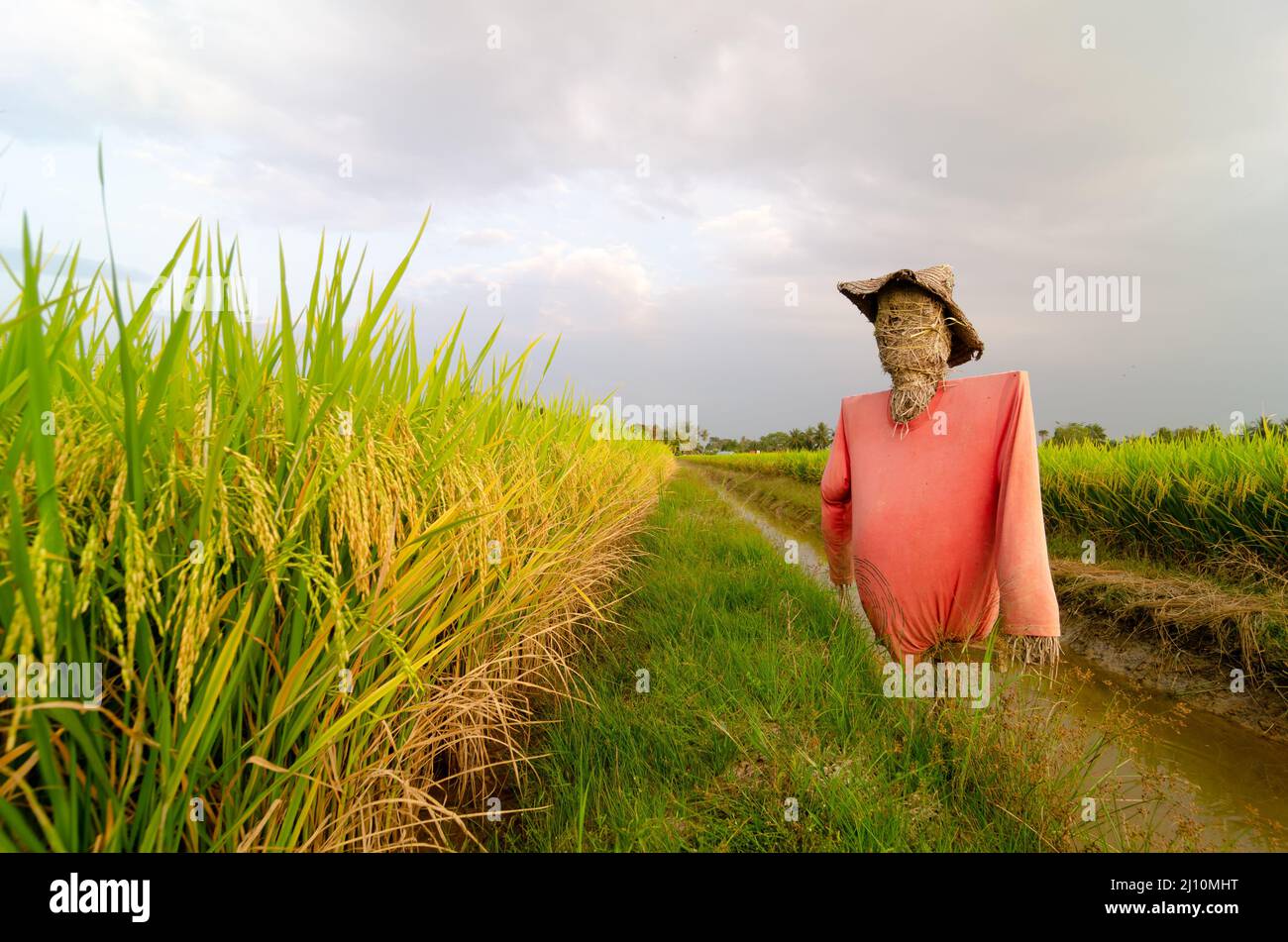 Scarecrow with red shirt and farmer hat protect the paddy field Stock ...