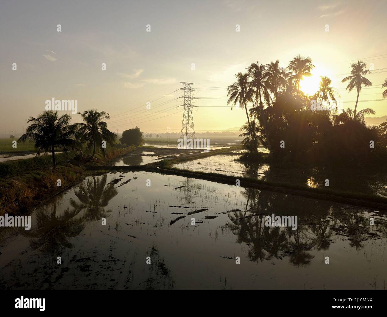 Paddy and coconut cultivation hi-res stock photography and images - Alamy