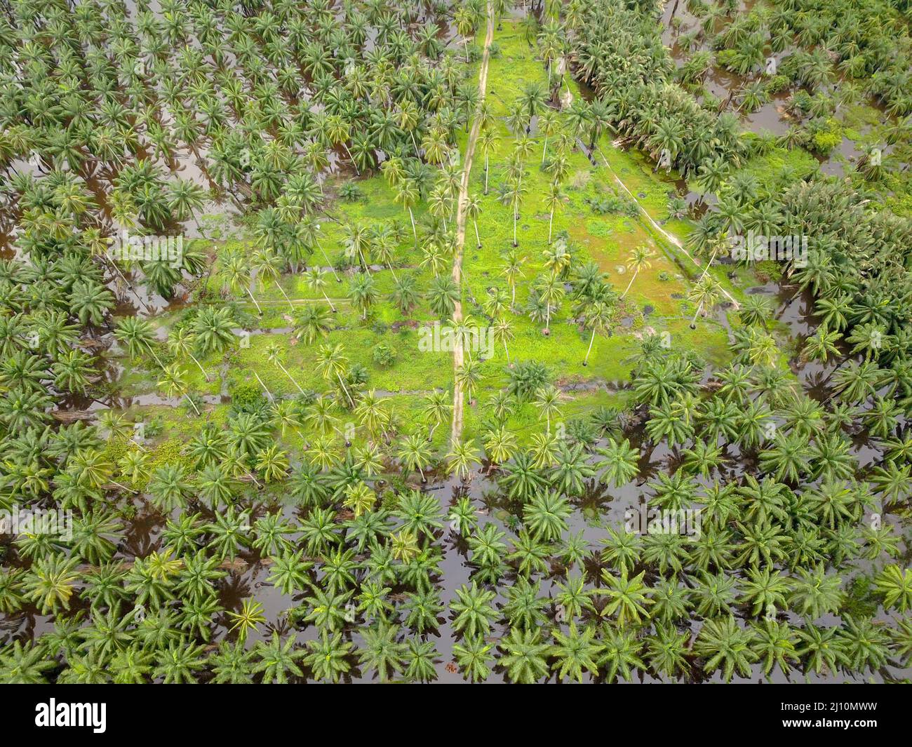 Aerial view green coconut trees and oil palm tree at Malaysia. Malaysia ...