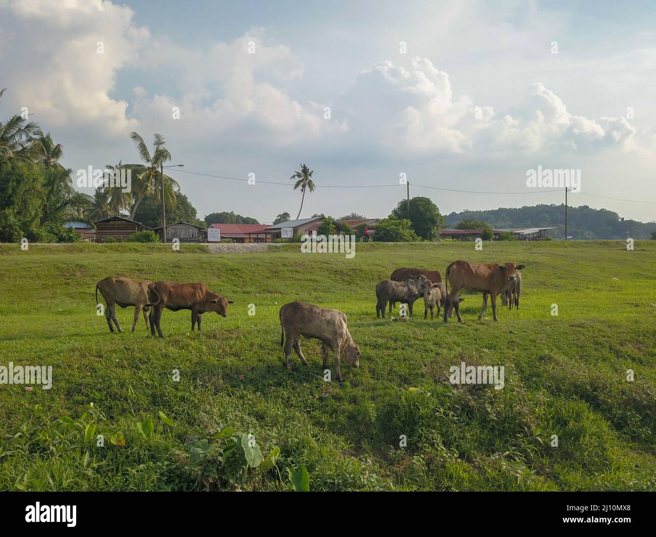 Cows grazing grass at Malays kampung of Malaysia Stock Photo - Alamy Cows grazing grass at Malays kampung of Malaysia Stock Photo - Alamy