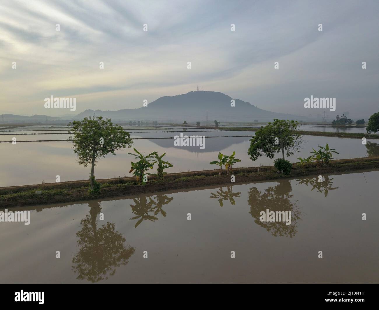Reflection trees grow at paddy field in misty morning Stock Photo - Alamy