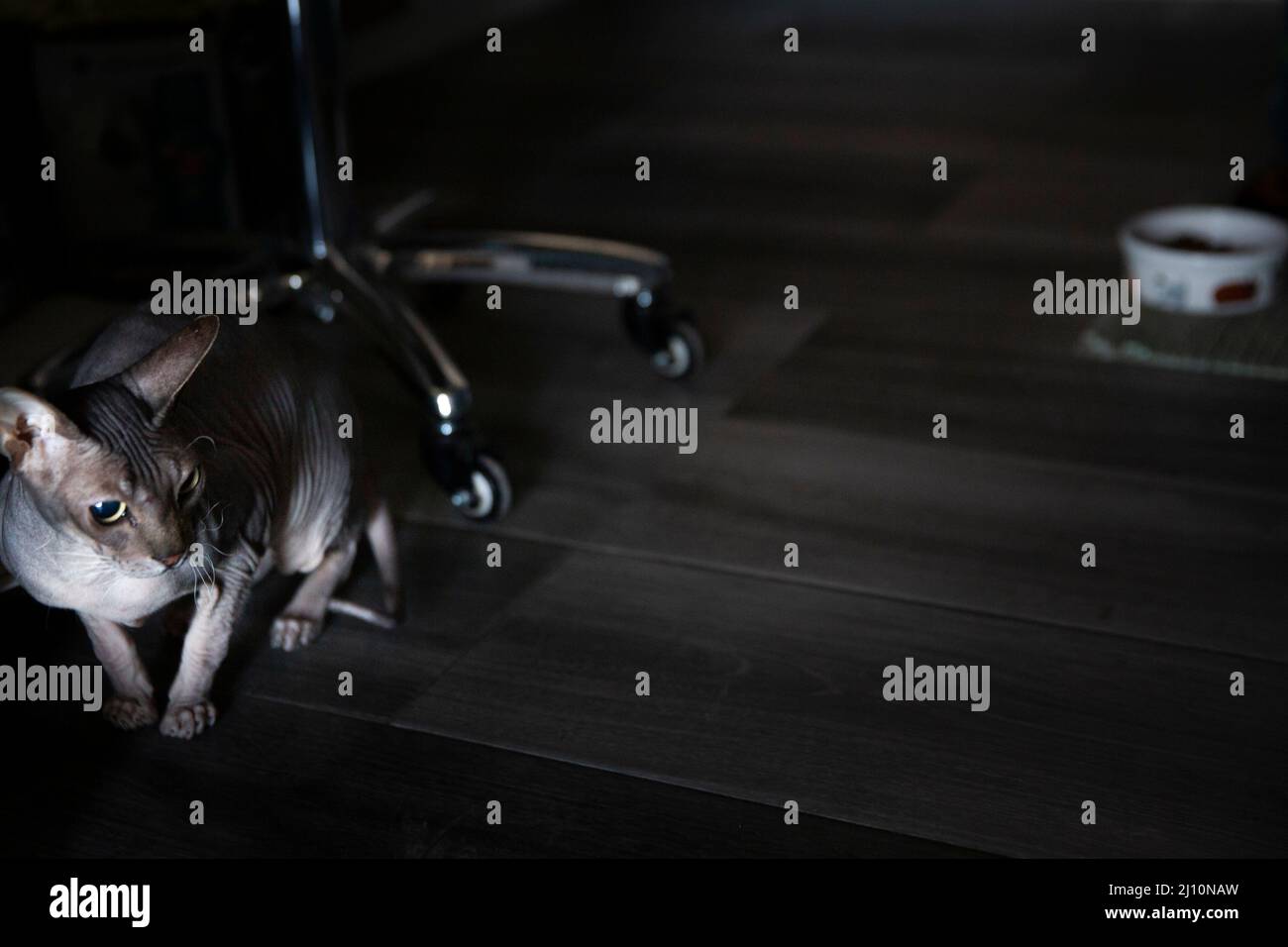 Kyiv, Ukraine. 21st Mar, 2022. Anya and AntonÃ s cat at their home ...