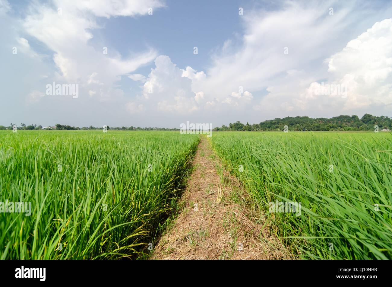 A leading line path in green paddy field in hot sunny day Stock Photo ...