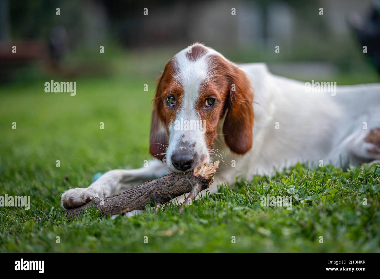 Cute female pointer-setter dog sitting on green grass Stock Photo - Alamy
