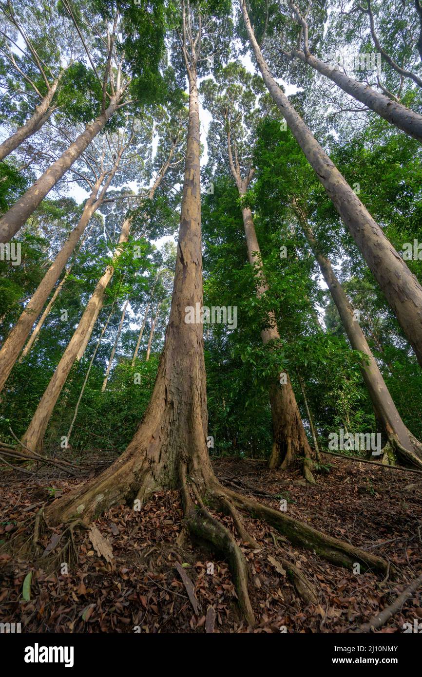 Tropical rainforest at Bukit Panchor, Penang, Malaysia Stock Photo - Alamy