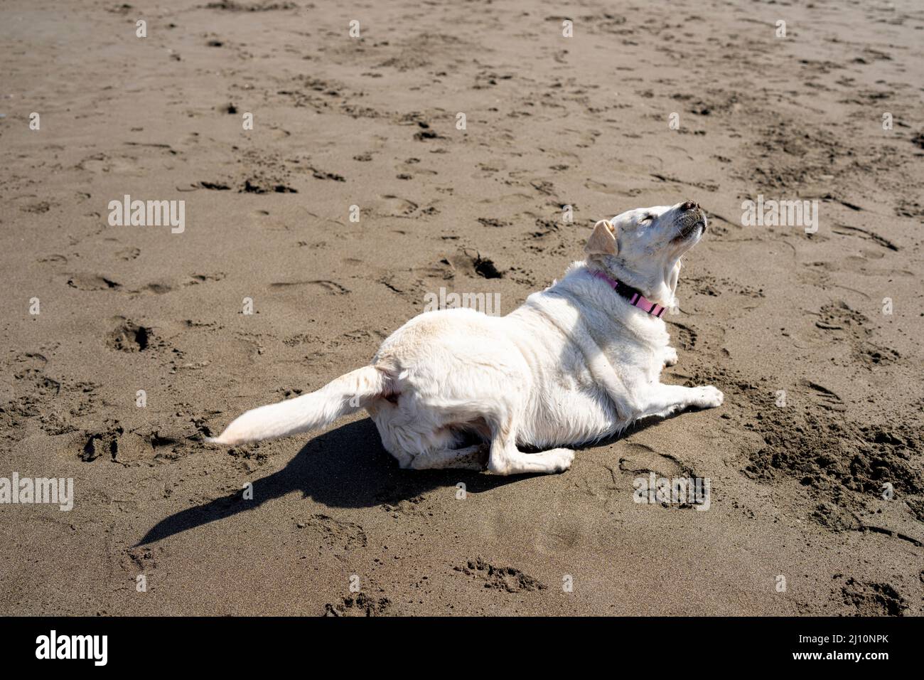 White lab at the beach hi-res stock photography and images - Alamy