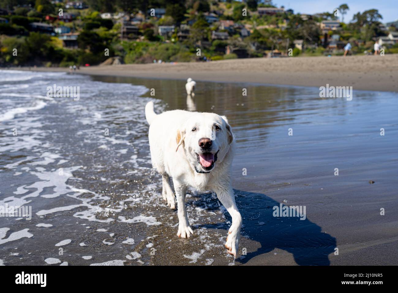 Female labrador retriever hi-res stock photography and images - Alamy