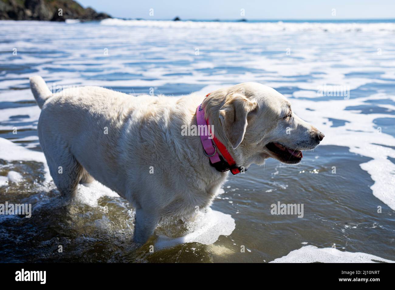 White Labrador Retriever Playing at the Beach Stock Photo - Alamy