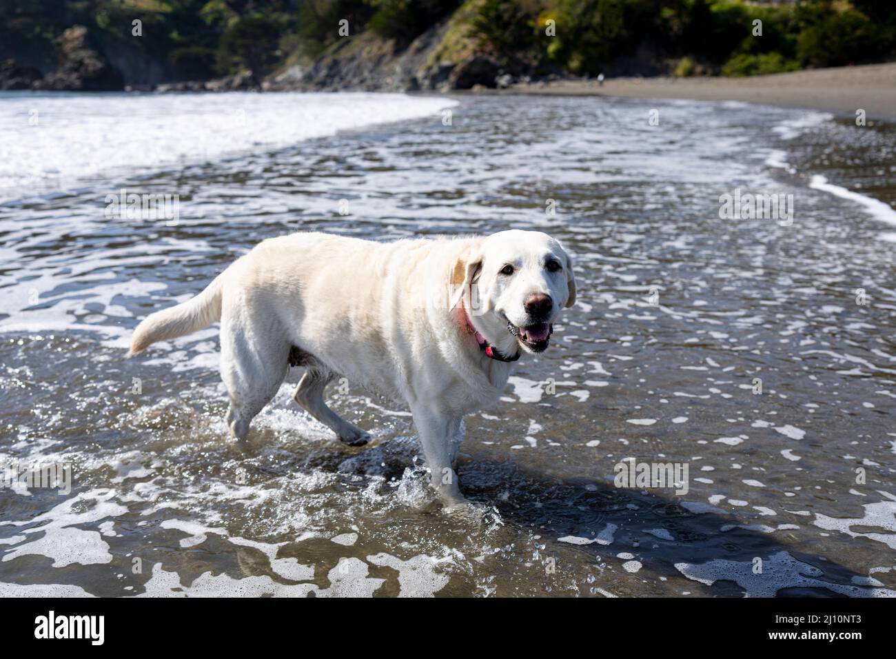 Female labrador retriever hi-res stock photography and images - Alamy