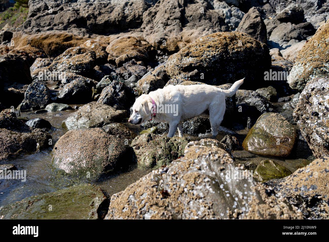 White Labrador Retriever Playing at the Beach Stock Photo - Alamy