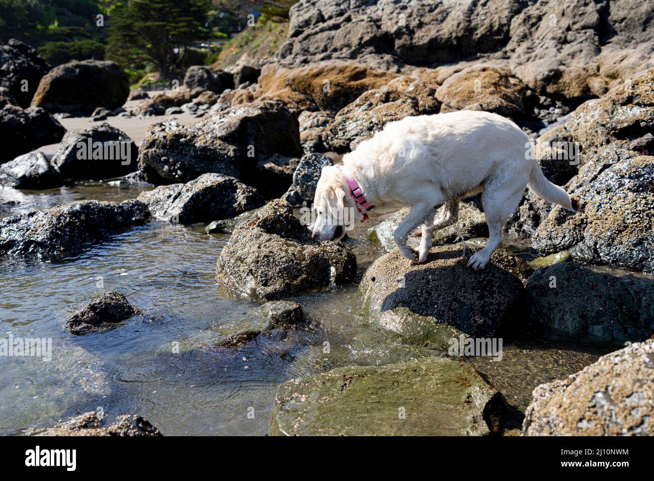 White Labrador Retriever Playing at the Beach Stock Photo - Alamy