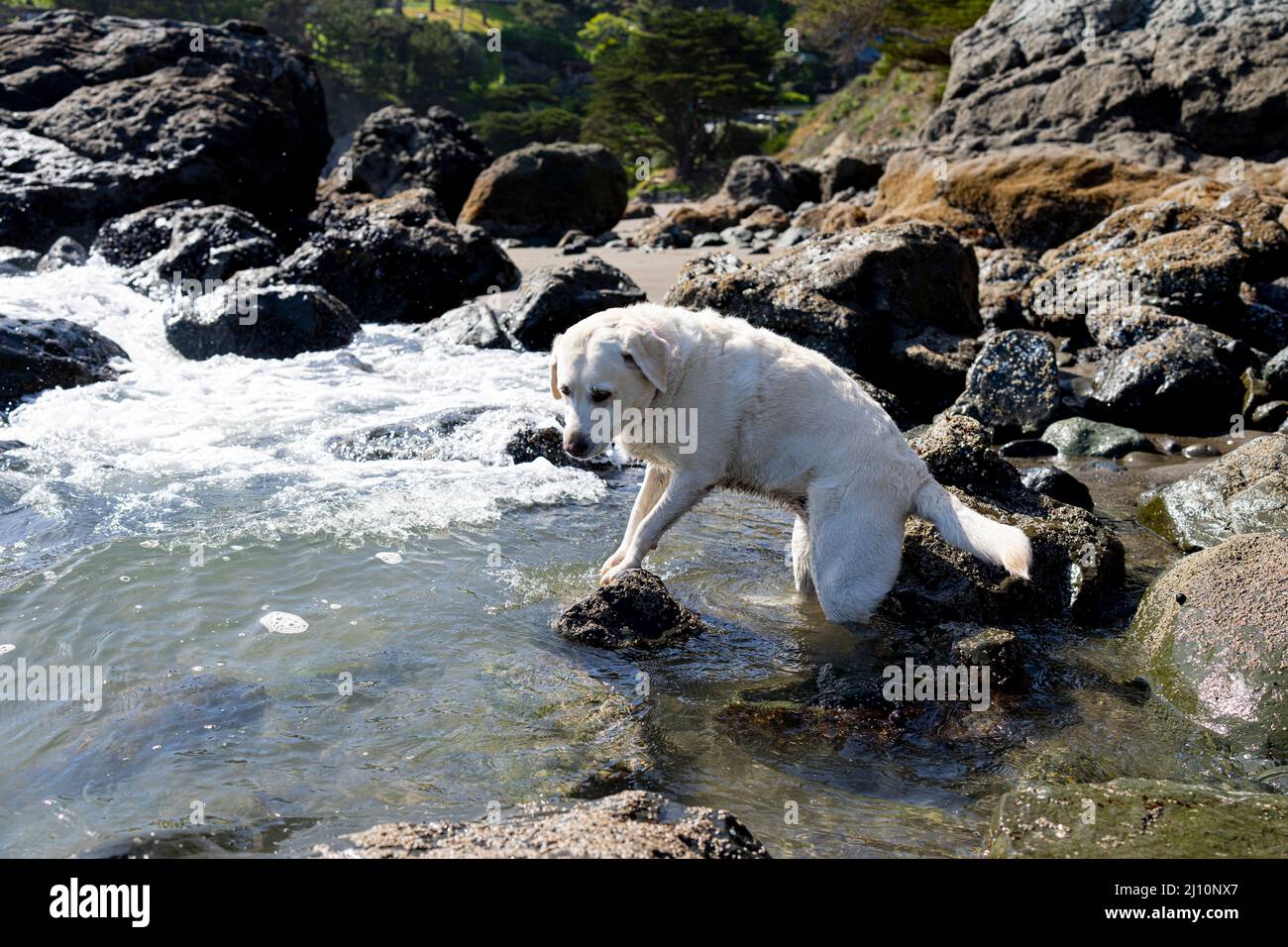 White Labrador Retriever Playing at the Beach Stock Photo - Alamy