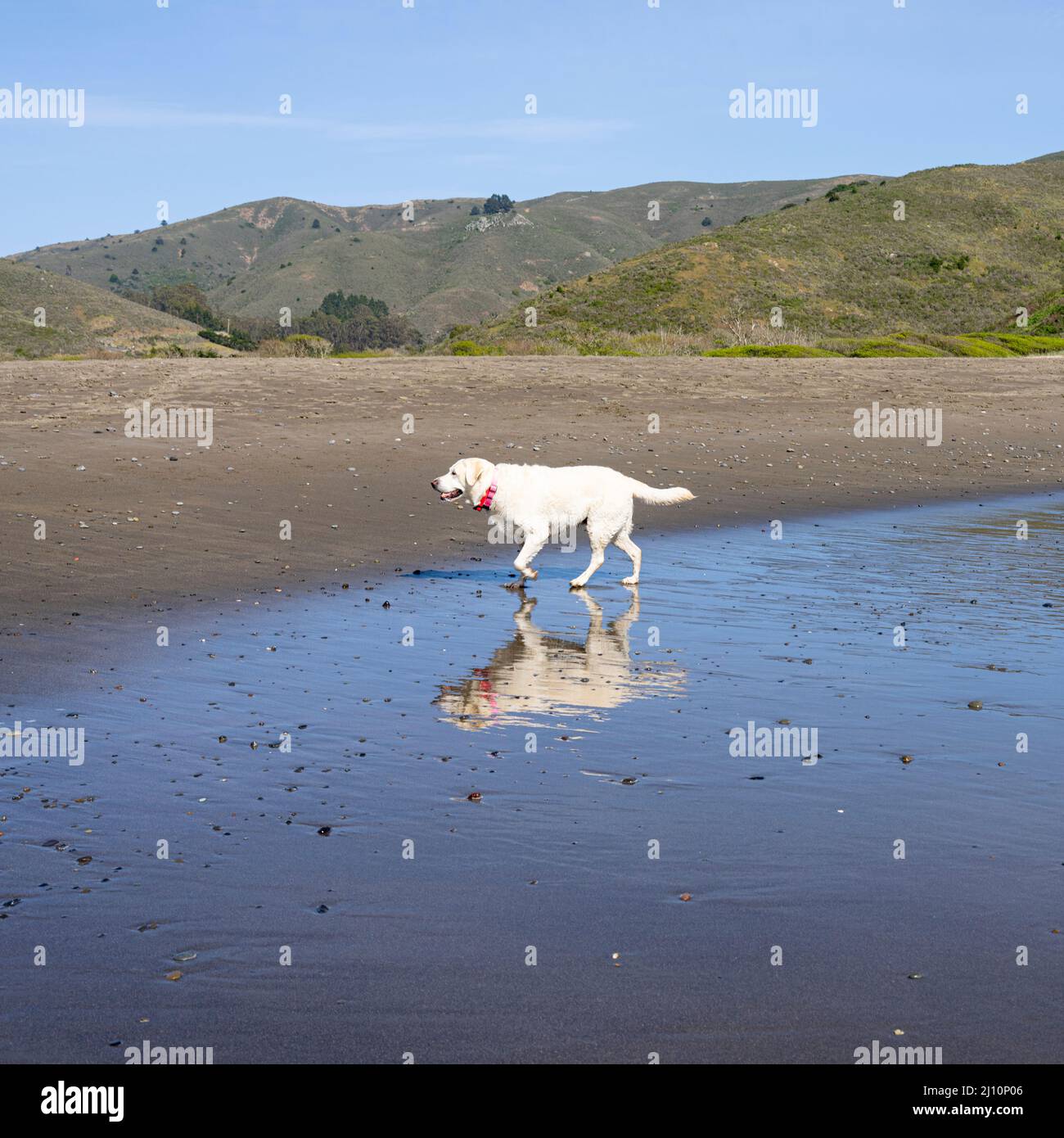 White Labrador Retriever Playing at the Beach Stock Photo - Alamy