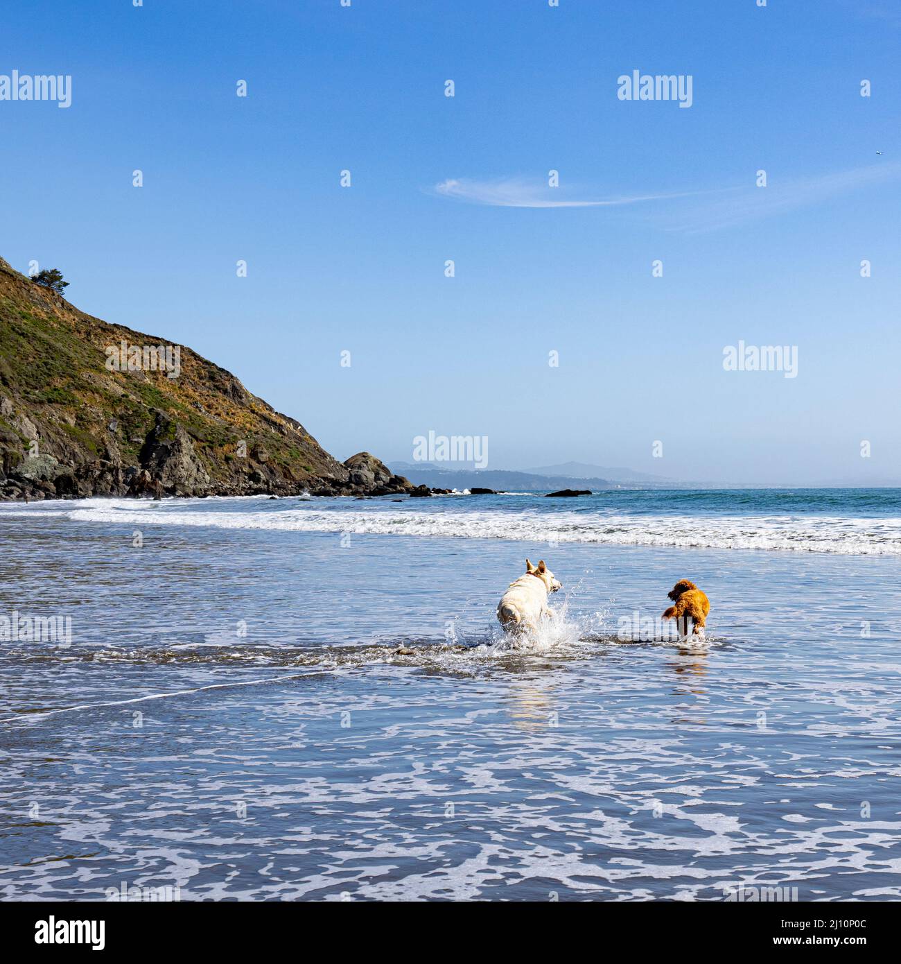White female labrador hi-res stock photography and images - Alamy