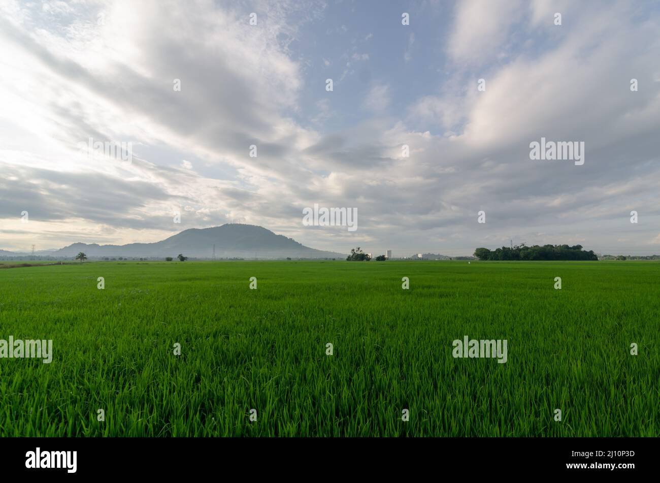 Green rural scene country side paddy field in white cloud blue sky ...