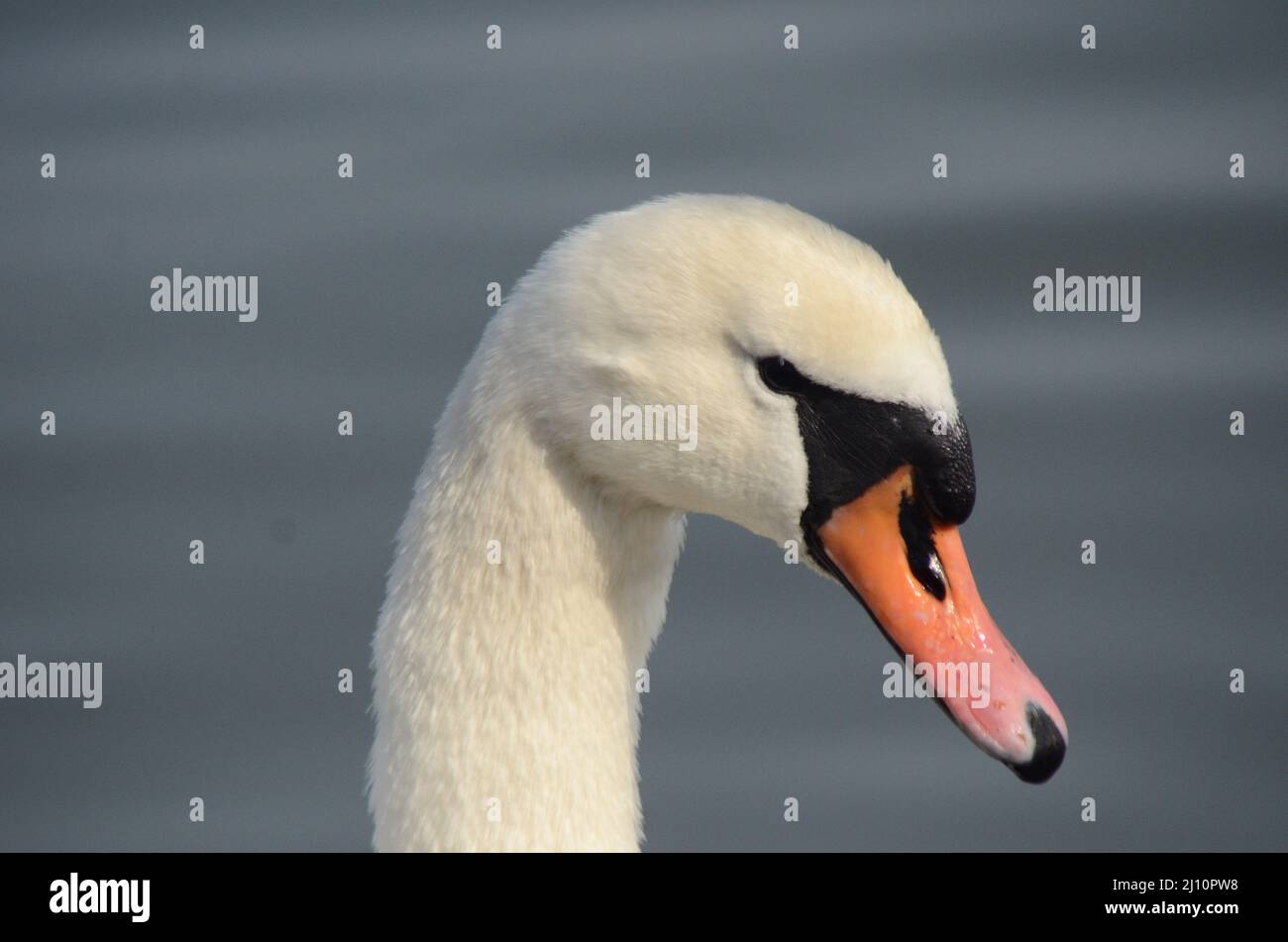 Side view of a white swan Stock Photo - Alamy