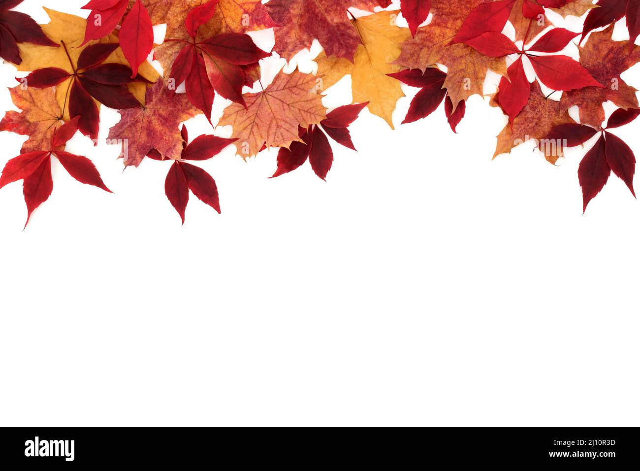 Falling Maple Leaf Wallpaper