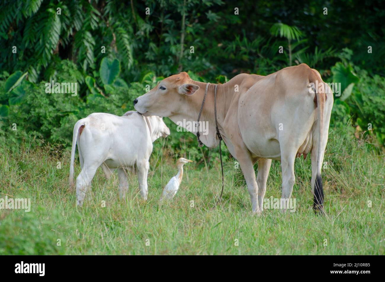 Cow symbiosis bird hi-res stock photography and images - Alamy