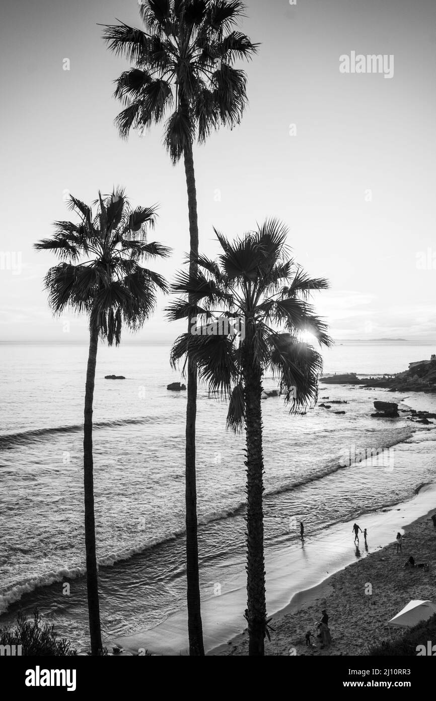 Sand beach coconut trees Black and White Stock Photos & Images - Alamy