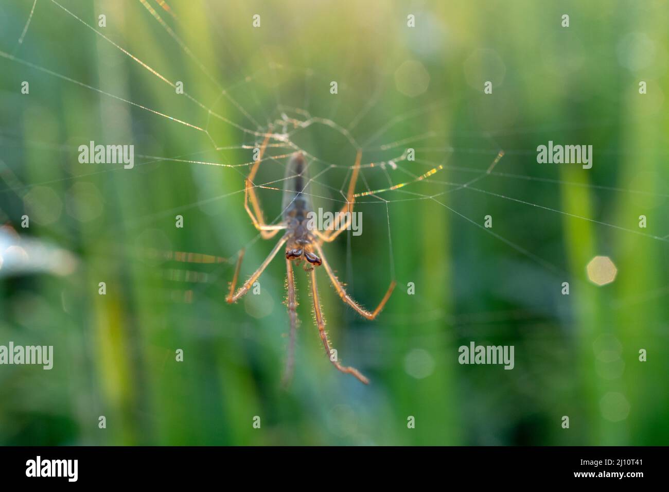 Spider rice field hi-res stock photography and images - Alamy