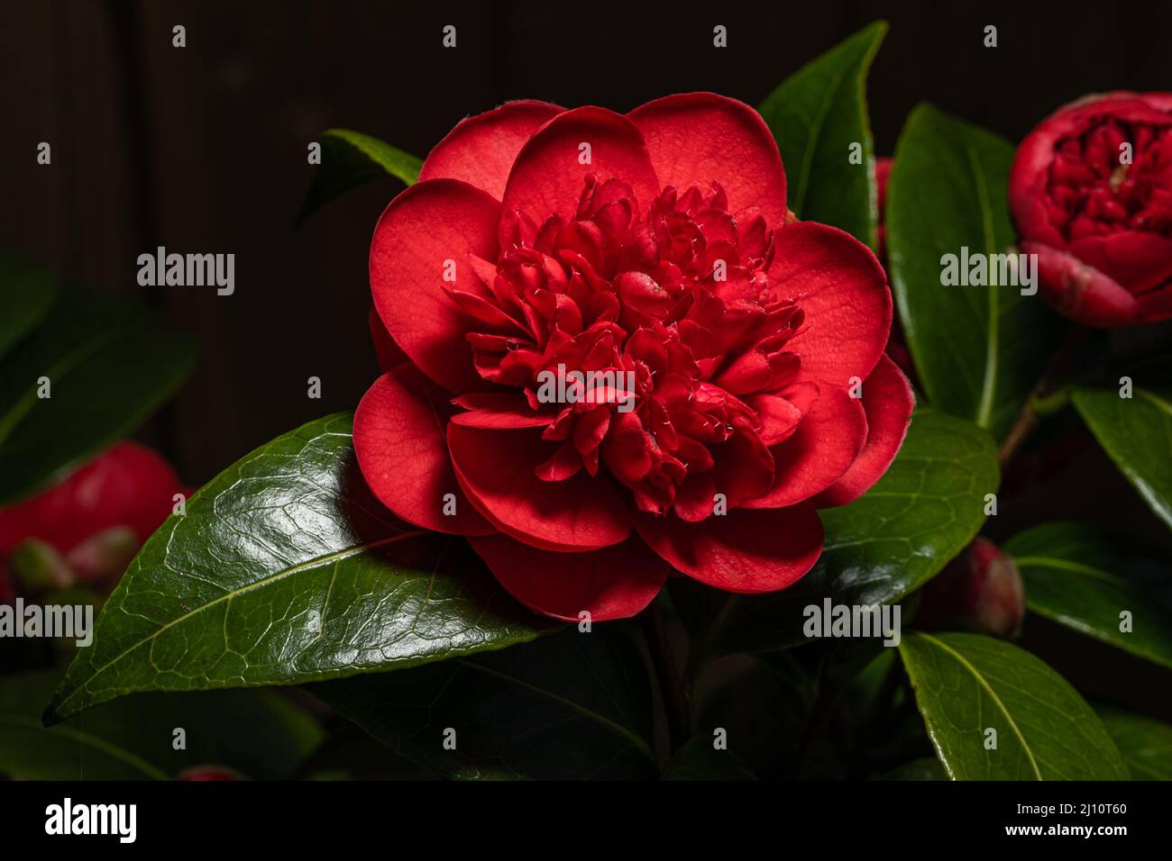 Red camellia flower hi-res stock photography and images - Alamy