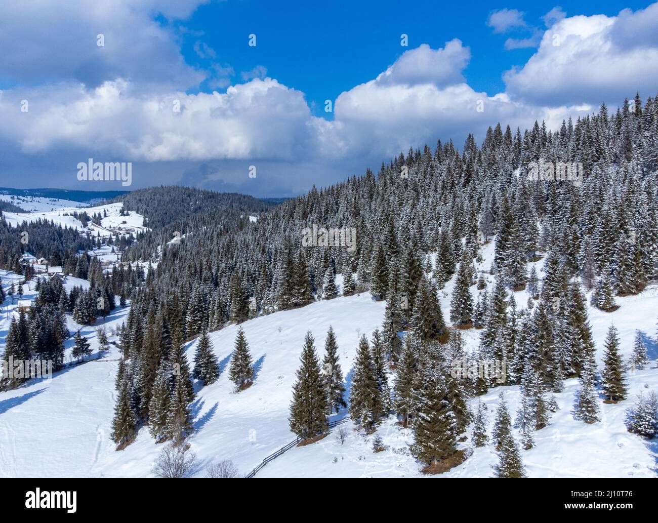 View of a fir tree forest in winter under the bight sunlight Stock ...