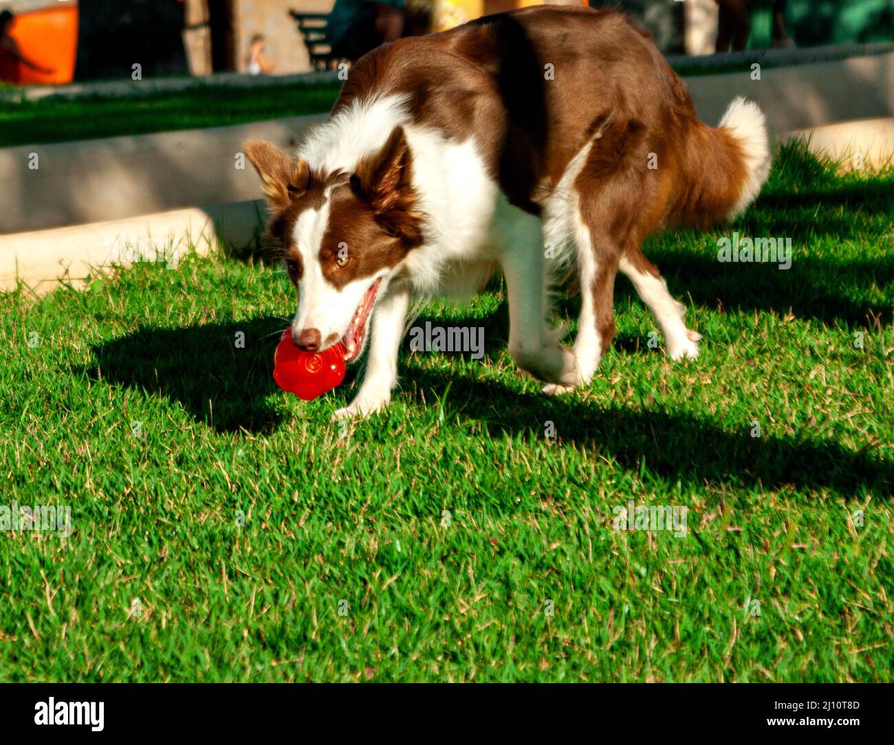 Close-up shot of a Border Collie with a red small ball in a mouth Stock ...