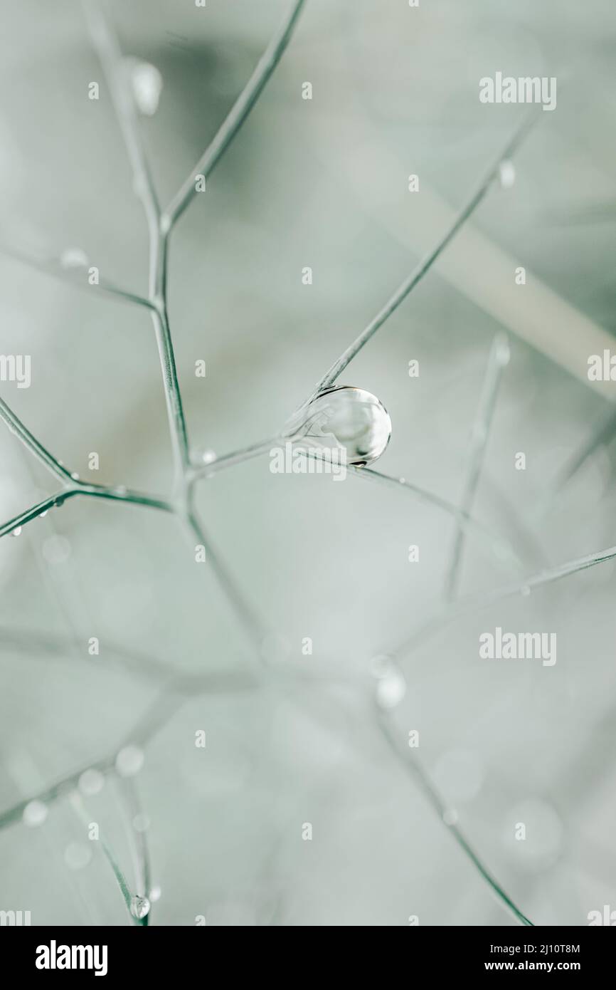 Green plant with raindrop hi-res stock photography and images - Alamy
