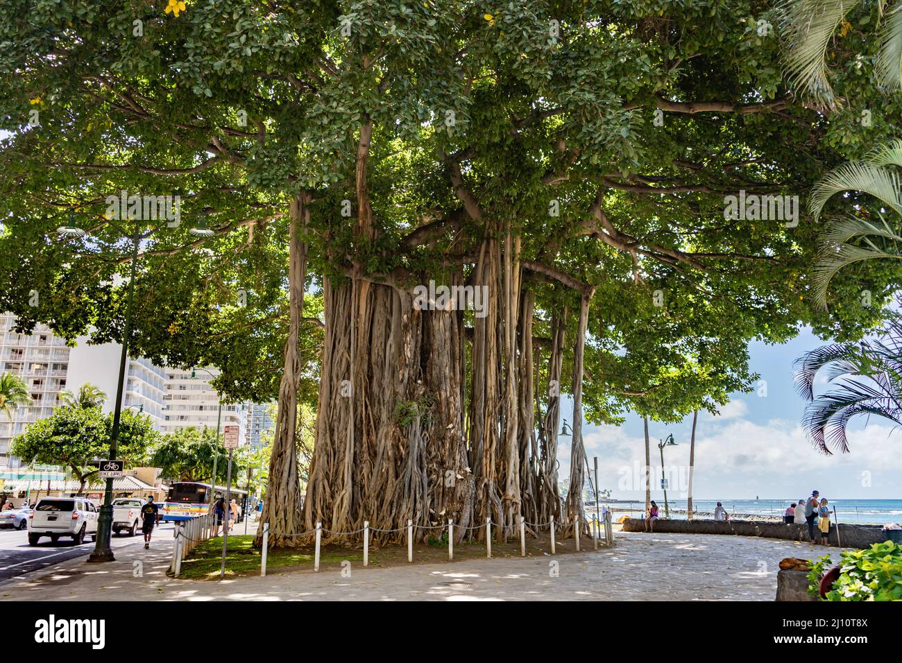 Banyan tree along Kalakaua avenue in Waikiki beach Stock Photo - Alamy