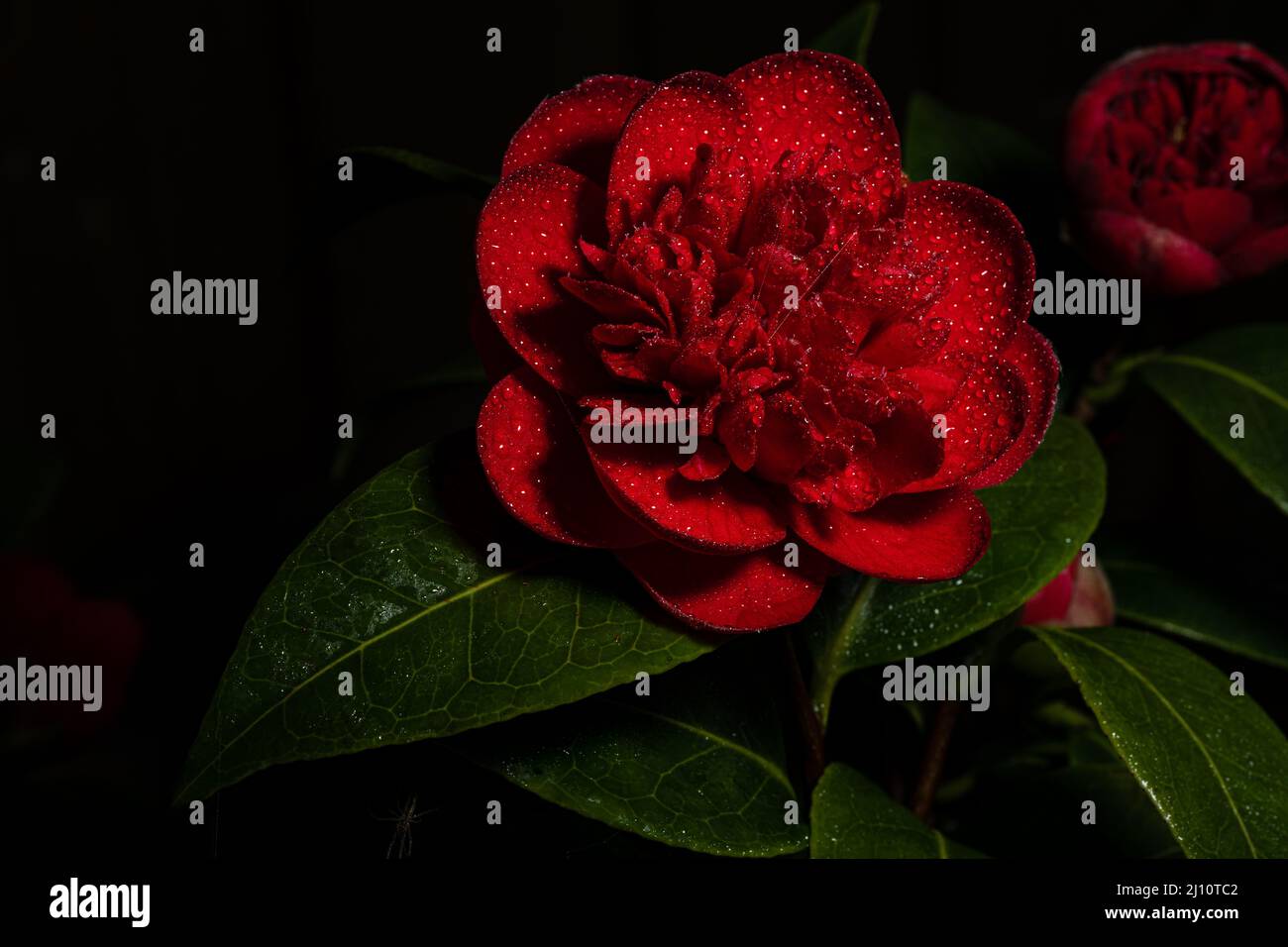 Red camellia flower hi-res stock photography and images - Alamy