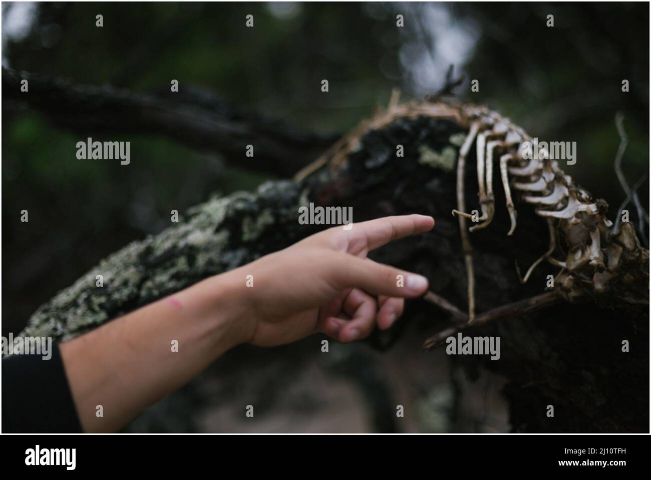 Skeleton hand pointing hi-res stock photography and images - Alamy