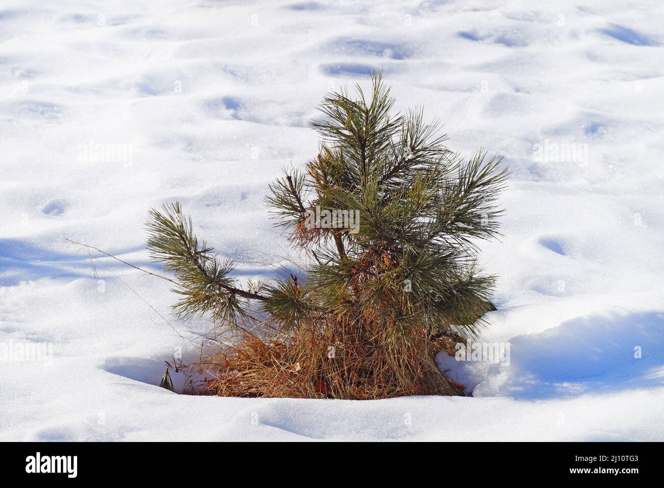 A small pine tree in a thawed state in a clearing in the forest Stock ...