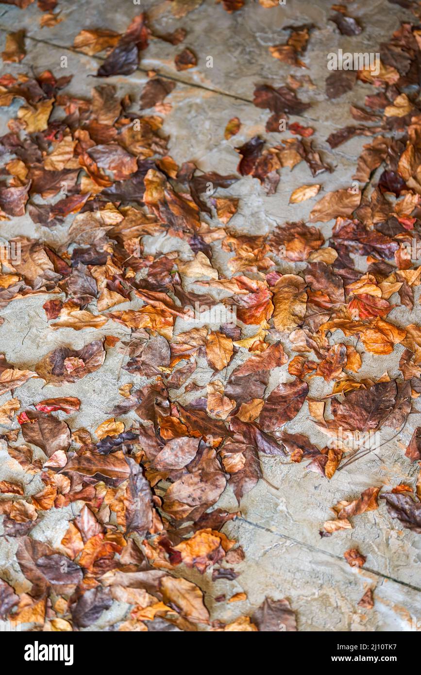Dried fallen leaves in abandoned house Stock Photo - Alamy