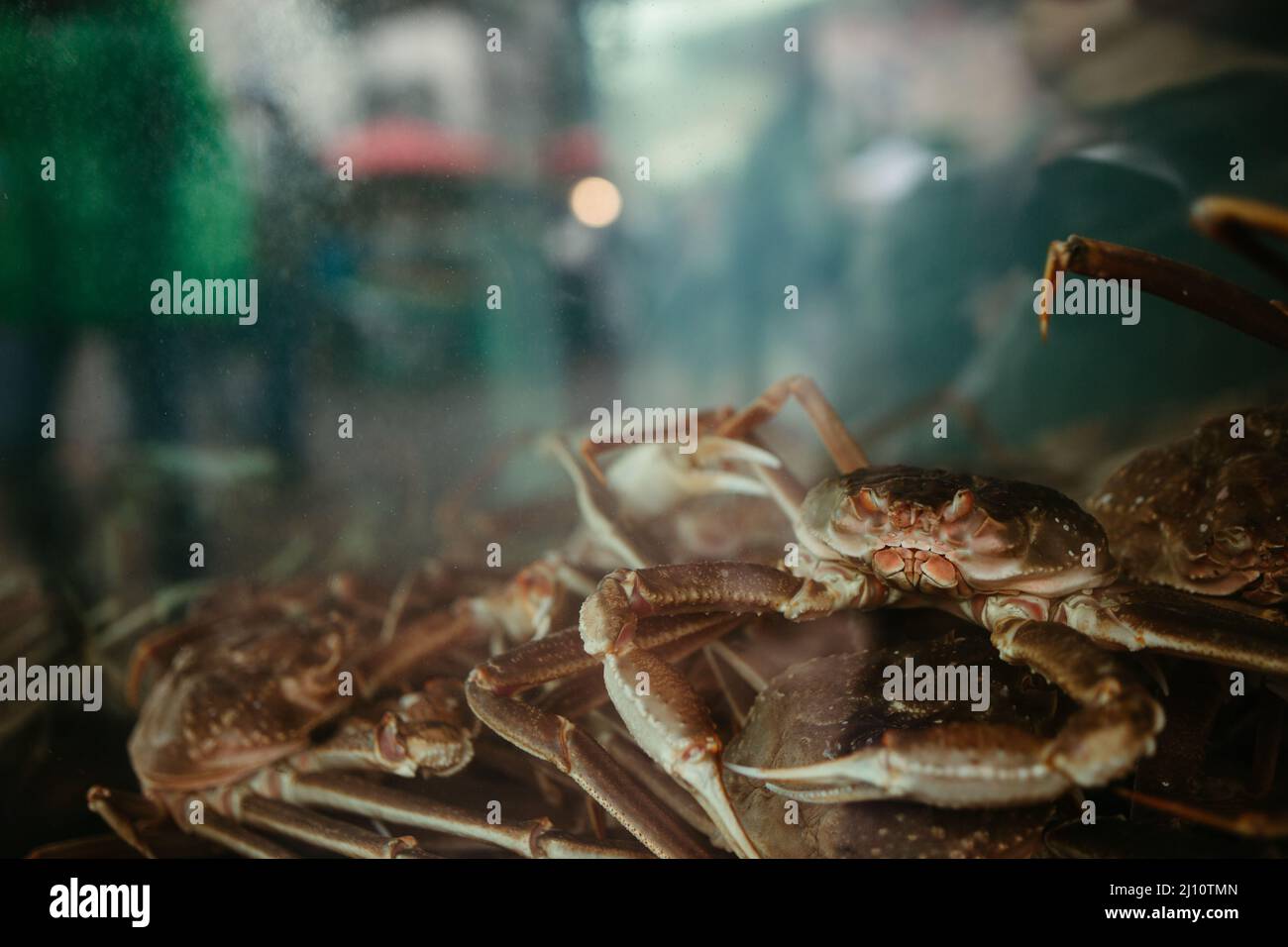 Crabs in water tank hi-res stock photography and images - Alamy