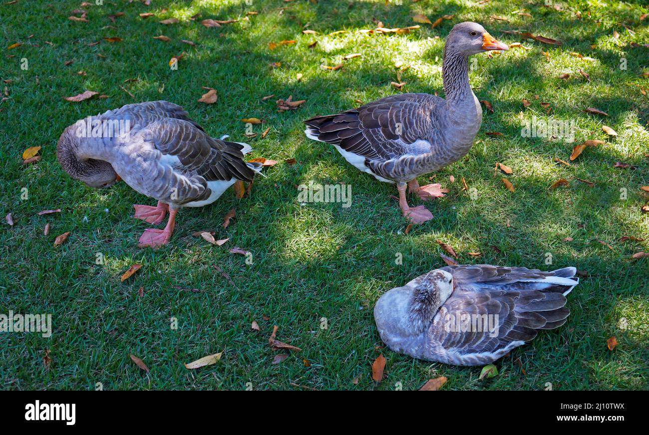 Resting geese hi-res stock photography and images - Alamy