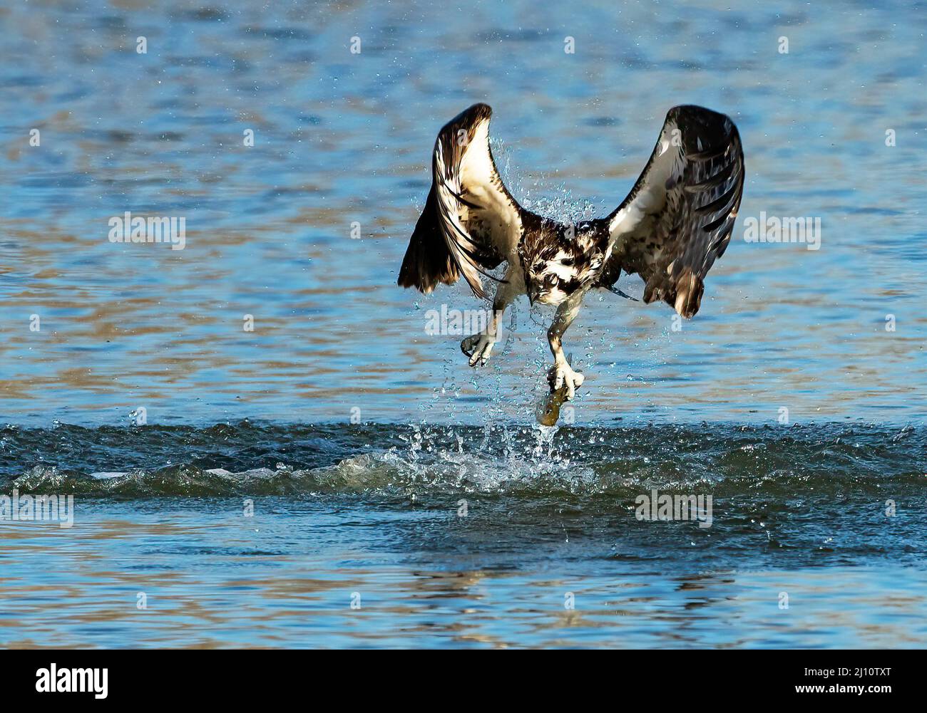 Osprey with a fish hi-res stock photography and images - Alamy