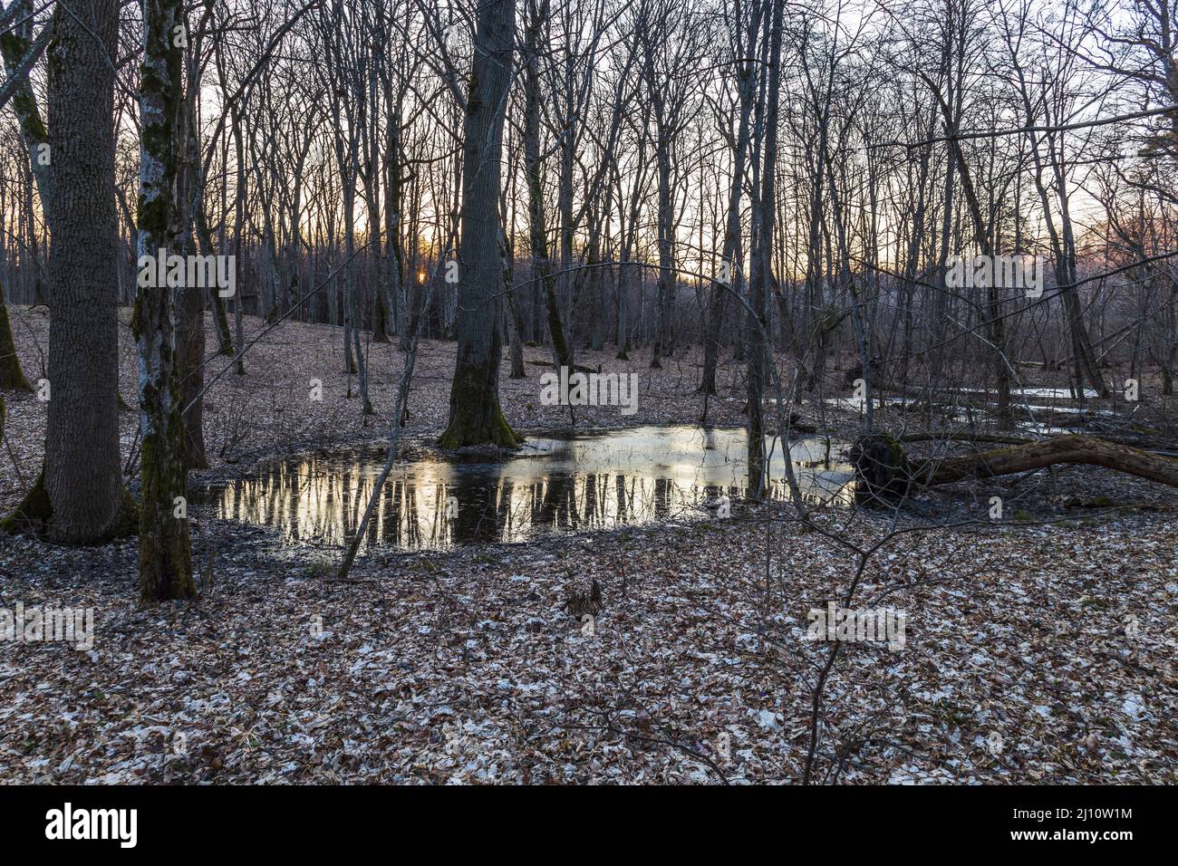 Soft sunlight in woodland hi-res stock photography and images - Alamy