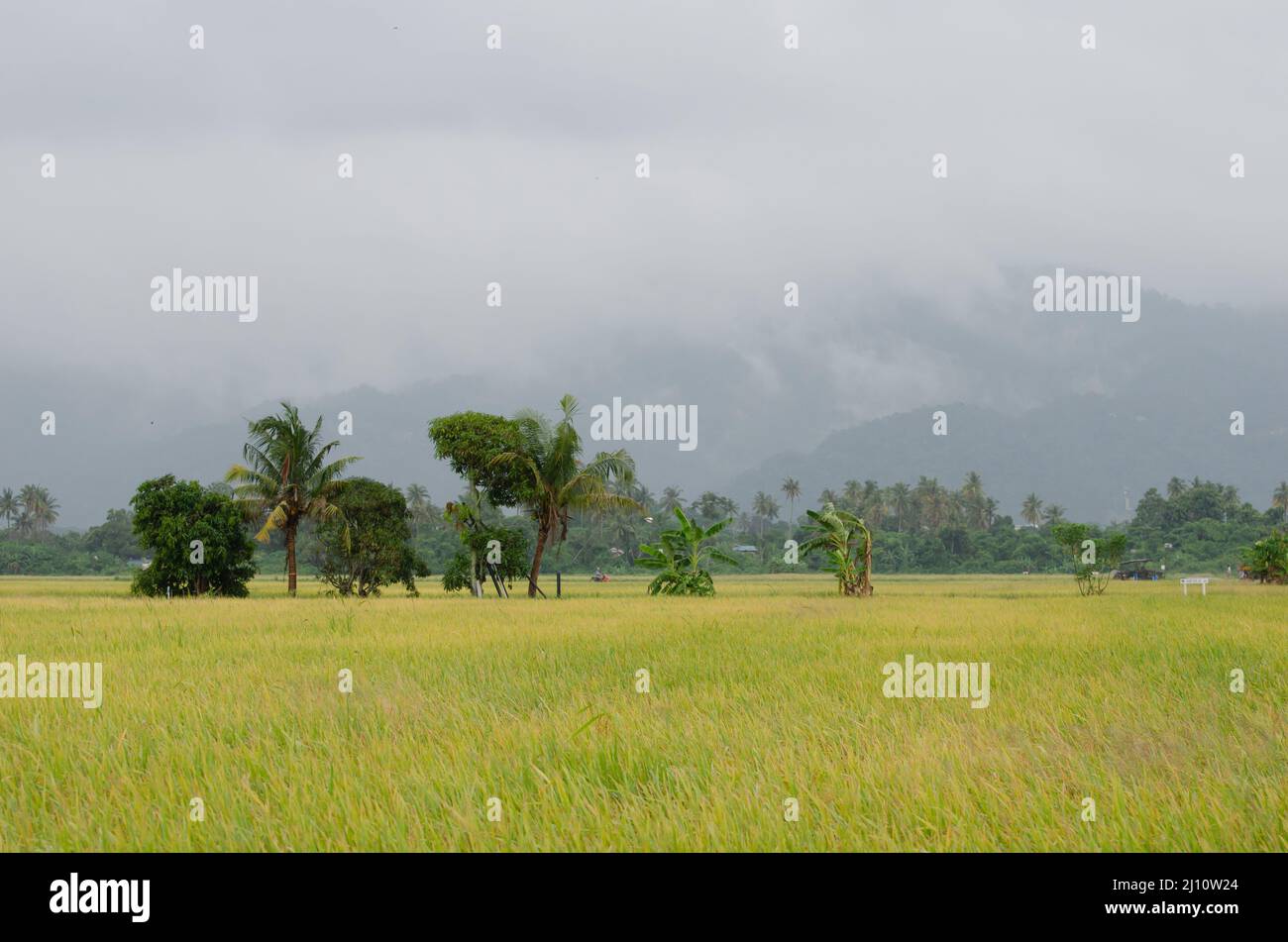 Rural scene at yellow paddy field background of hill Stock Photo - Alamy