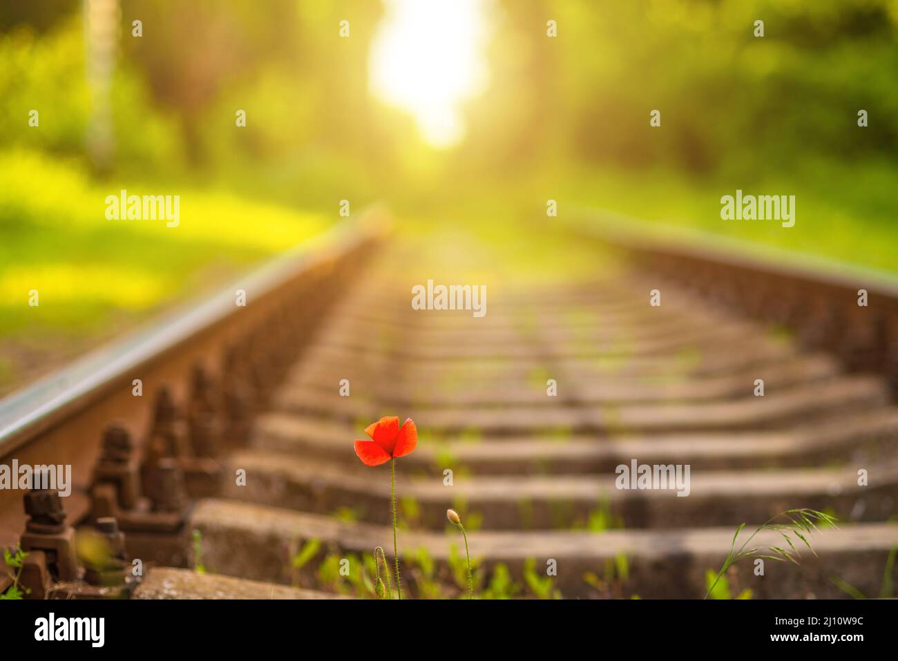 Red poppy flower on a railroad track Stock Photo - Alamy