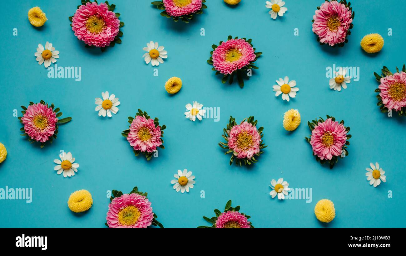 Overhead Shot of Colorful Flowers on a Bright Blue Background Stock ...