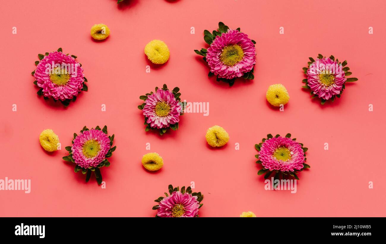 Overhead pink and yellow daisies hi-res stock photography and images ...