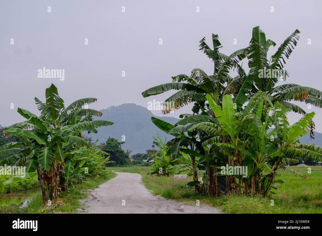 Row banana plantation hi-res stock photography and images - Alamy